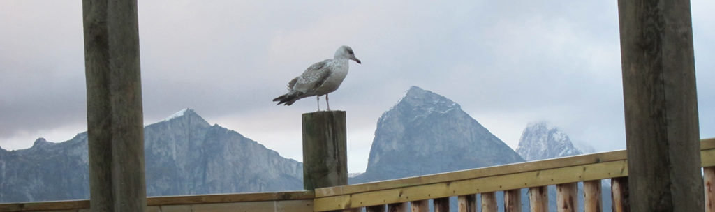 head1280-2c | ノルウェー夢ネット